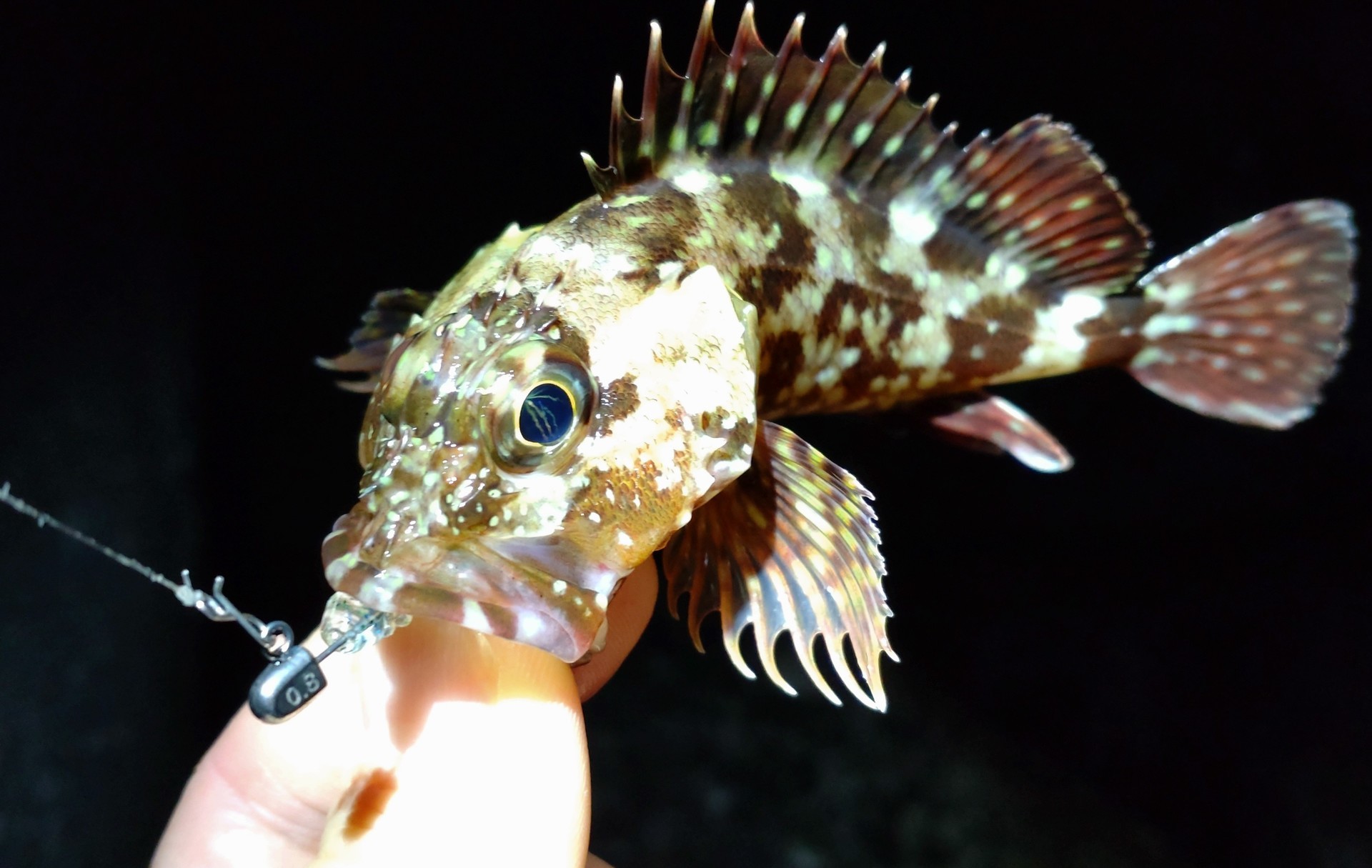 【釣り】息子用ライトソルトタックルを実釣・・・: GAK LIFE